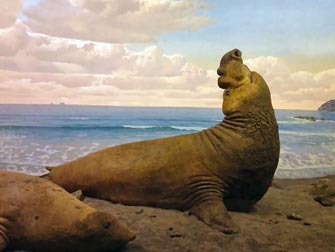 The American Museum of Natural History en Nueva York - NuevaYork.es